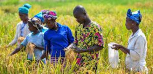 The Role of NGOs in Agricultural Development - NTF